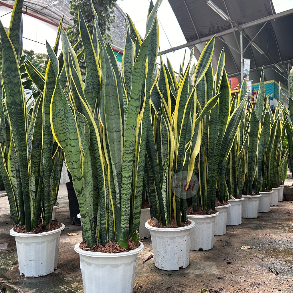 [Paling Horticulture Sdn Bhd] Big Size Sansevieria Laurentii ...