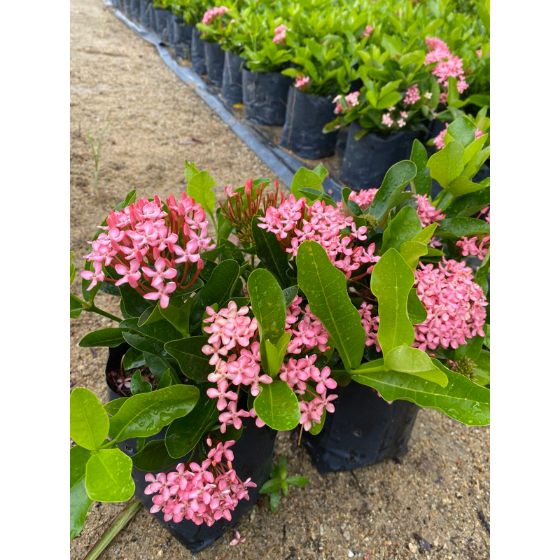 pokok exora/jenjarum | Shopee Malaysia