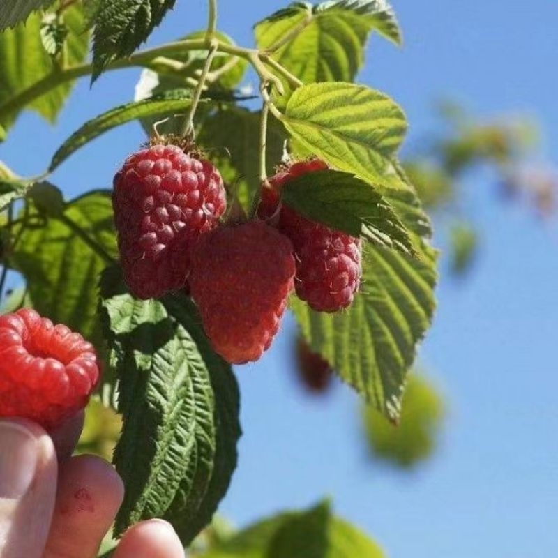 Raspberry seeds/Biji benih pokok raspberry 树莓种子 | Shopee Malaysia