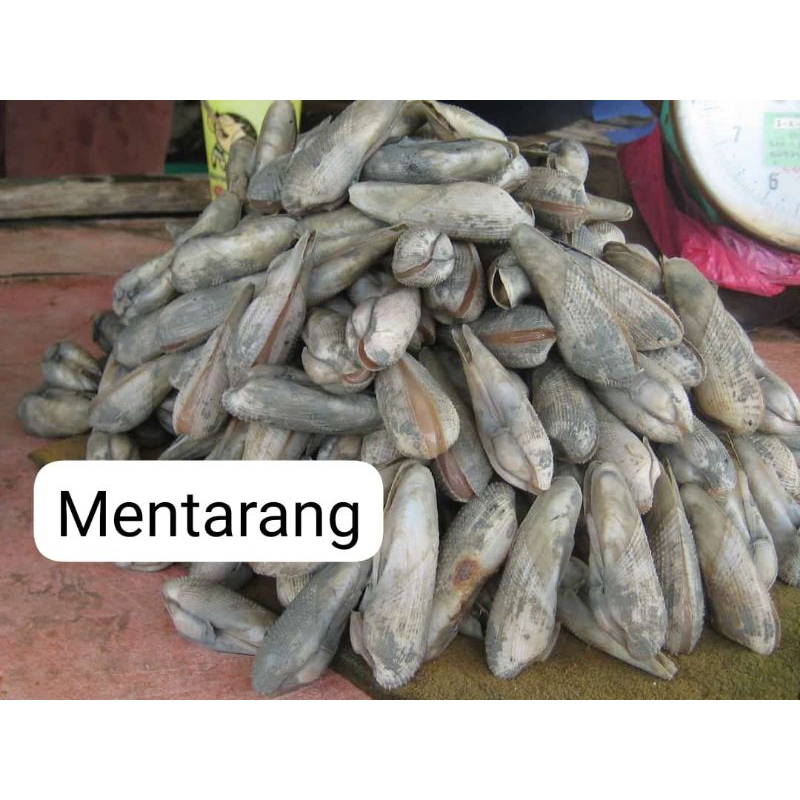 Mentarang 1kg Hasil Laut Seafood | Shopee Malaysia