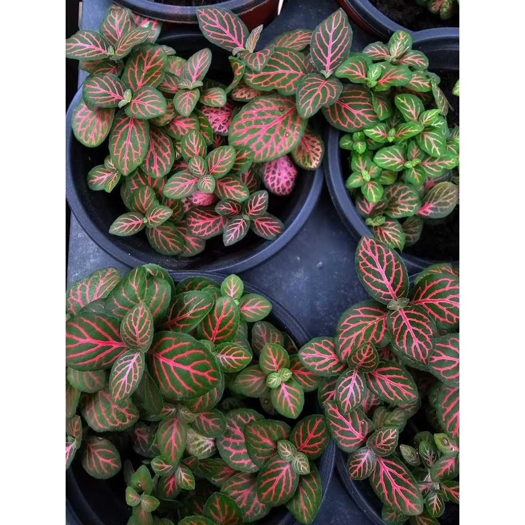 Fittonia Flammule | Nerve Plants | Shopee Malaysia