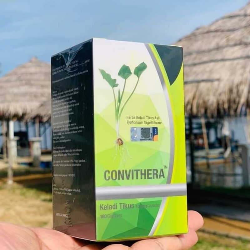KELADI TIKUS CONVITHERA 💯 ORIGINAL HQ ada HOLOGRAM | Shopee Malaysia