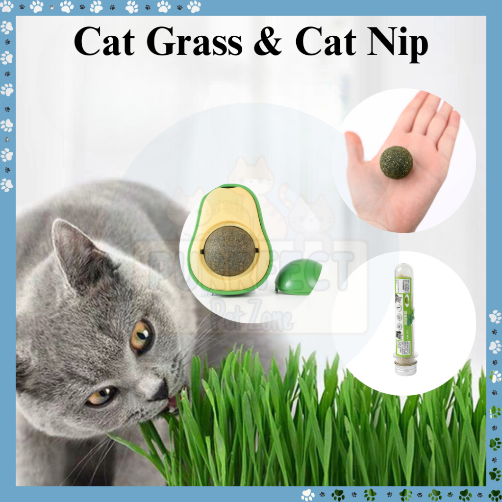 Cat Nip Cat Grass Cat Nip LeavesCat Treats Catnip Food Cat Snack Snek Kucing Cat Grass Cat Mint ...