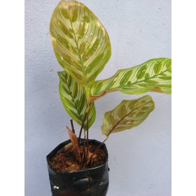 Anak Pokok Calathea Makoyana/ Peacock Plant | Shopee Malaysia