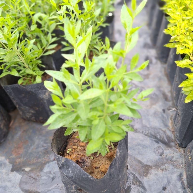 SNT/ pokok inai / herba / dekorasi tanaman/ pokok hidup | Shopee Malaysia