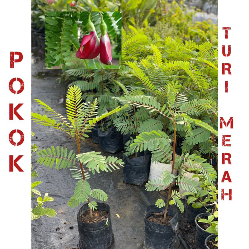 Pokok turi merah & putih thai murah / pokok turi merah | Shopee Malaysia