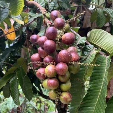 ANAK POKOK MATOA. POKOK BESAR 1.5kaki. LONGAN BRAZIL | Shopee Malaysia
