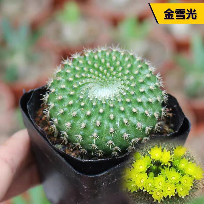 【Easy to bloom】Natural Cactus，Cactus near-Health Column Real Life ...