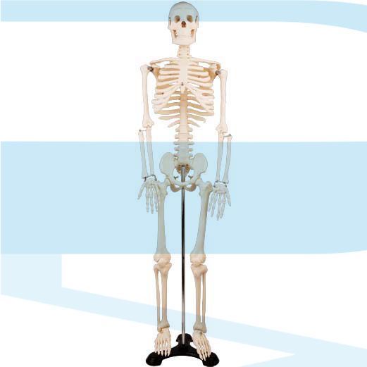 Model of Human Skeleton 85cm GD0110A002 XC-102 (Model Rangka Manusia ...