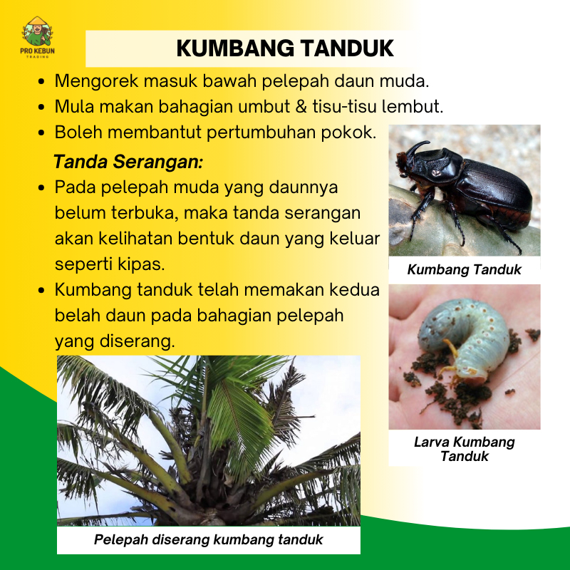 Kencis 1 Liter Racun Serangga Insecticide Racun Lalat Buah Ulat Pengorek Serangga Tanaman ...