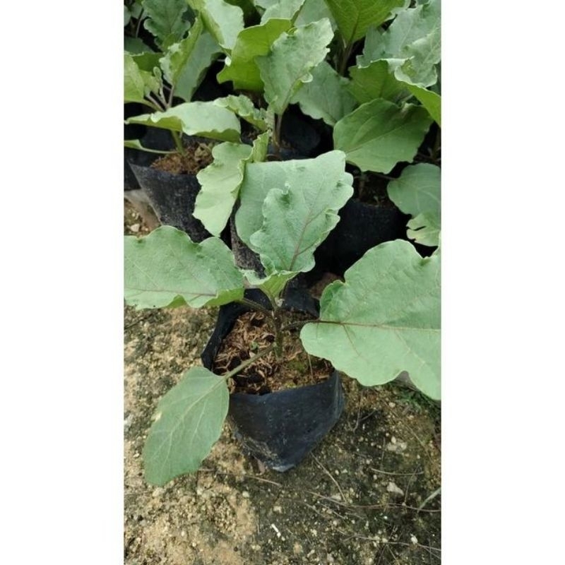 Anak Pokok Terung Purple Panjang | Shopee Malaysia