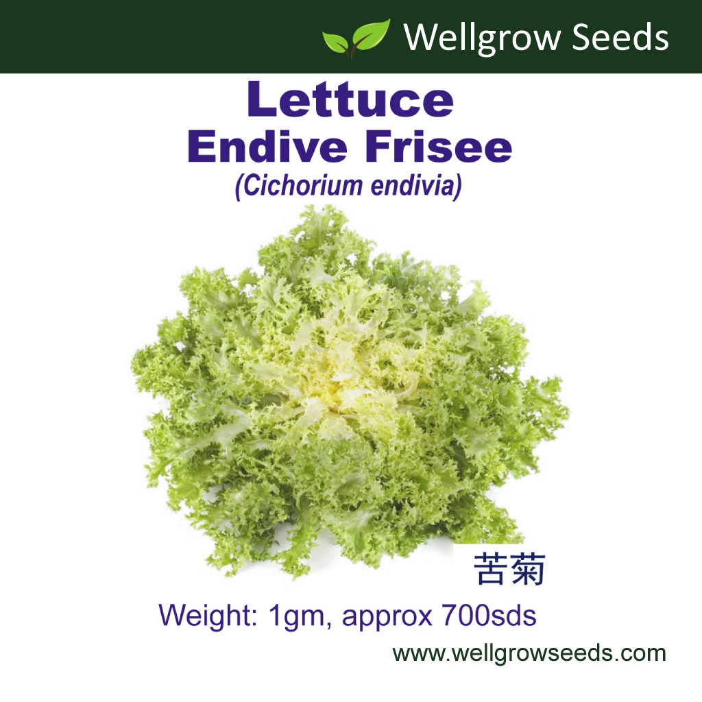 Lettuce Endive Frisee (1gm, ≈700sds) Cichorium endivia 苦菊 Vegetable ...