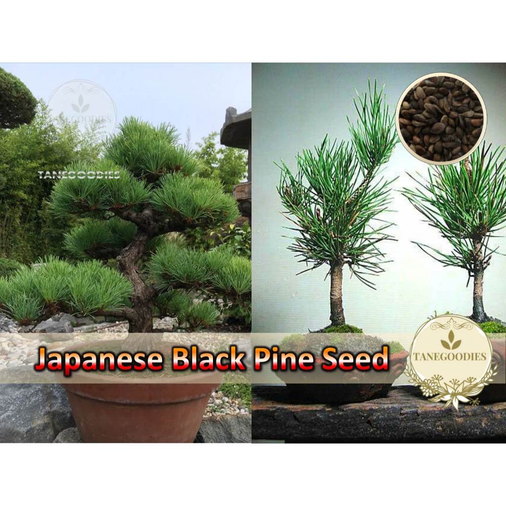 10pcs Seed Japanese Black Pine Bonsai Tree Plant Biji Benih 黑松种子 ...