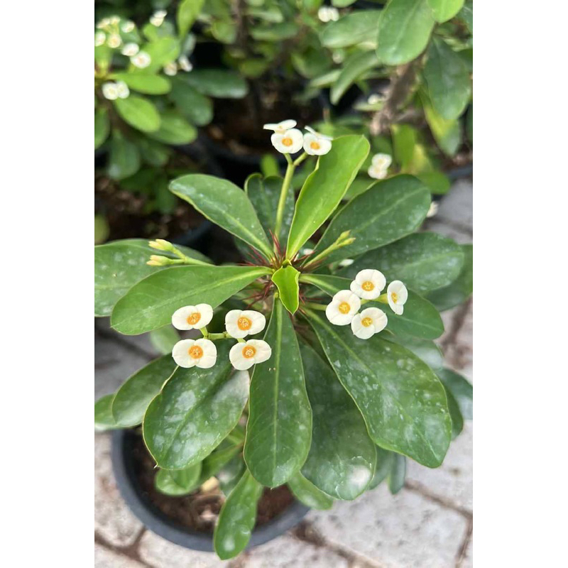 Keratan pokok bunga Mahkota Putri pelbagai warna / euphorbia mili ...