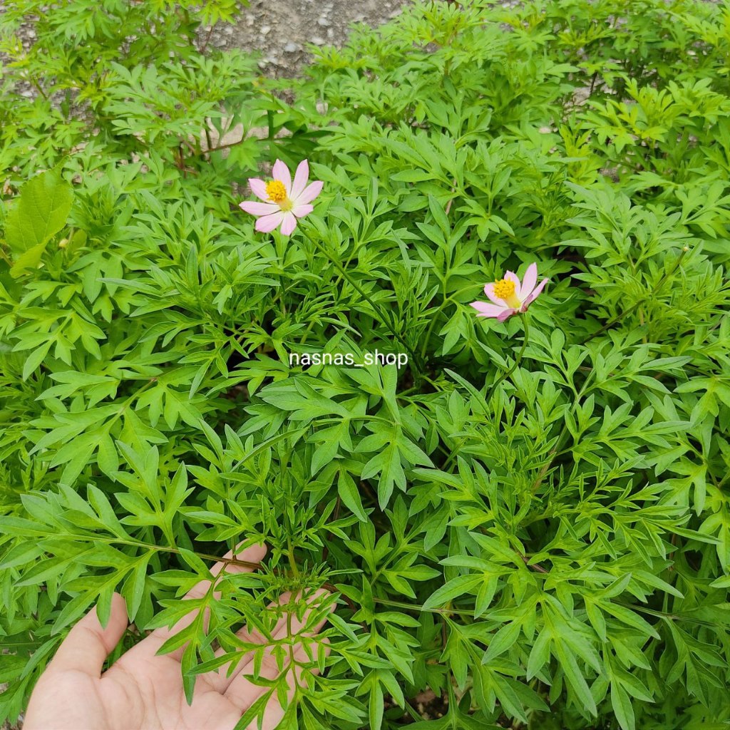 Benih Sayur Ulam Raja 40pcs Biji Seeds Vegetable Seed Vege | Shopee ...