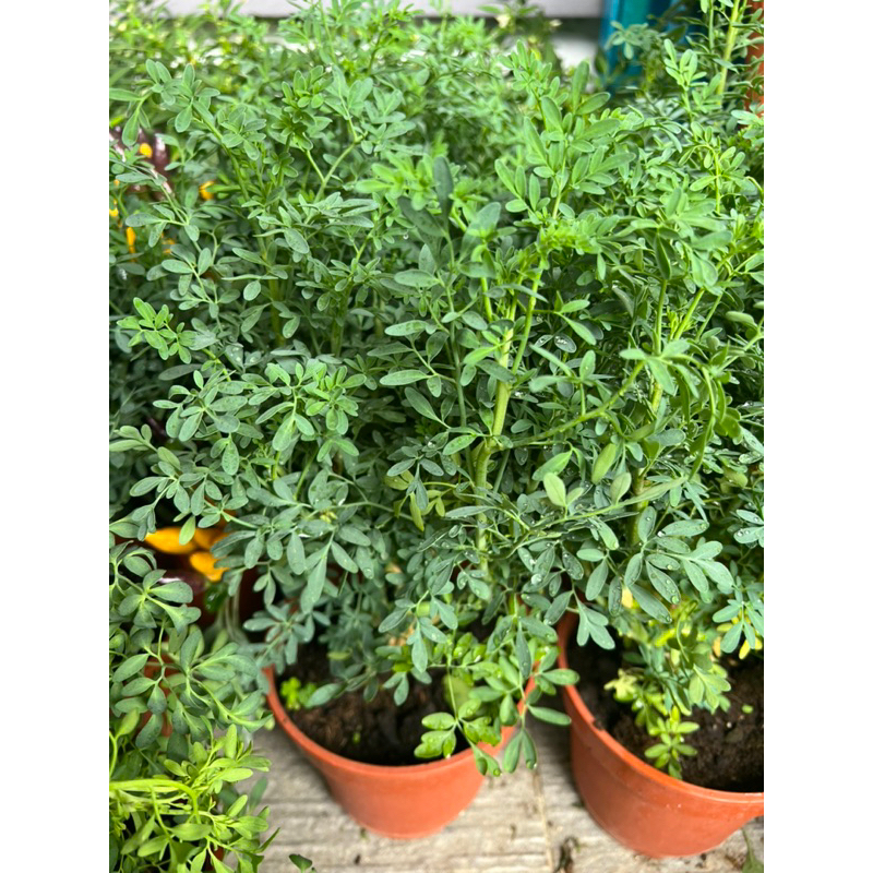 Pokok Busuk atau Garuda - Daun Busuk | Shopee Malaysia
