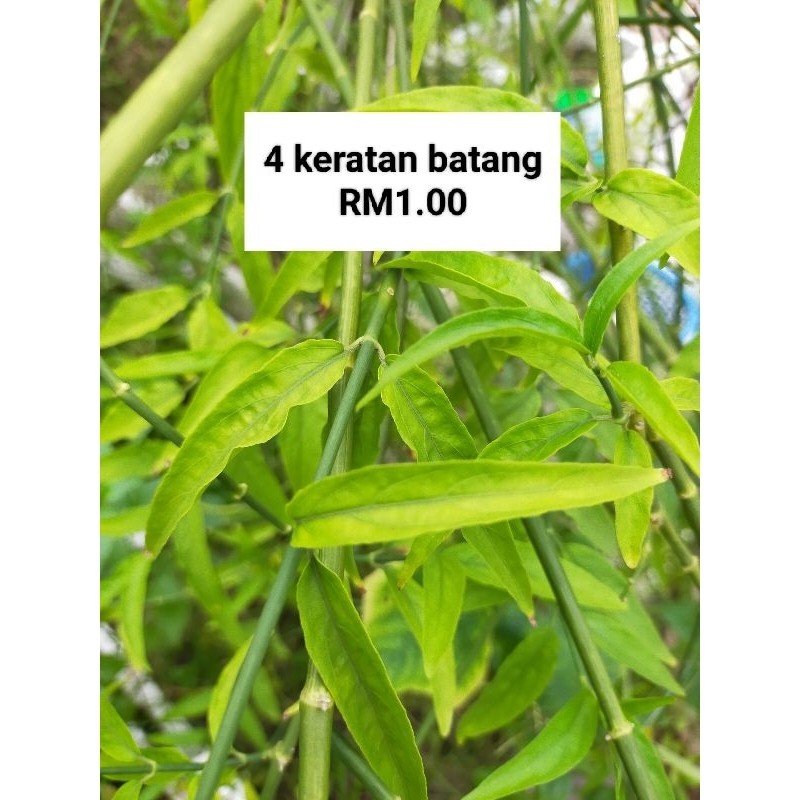 Pokok Belalai Gajah | Clinacanthus Nutans | Keratan Batang | Shopee ...
