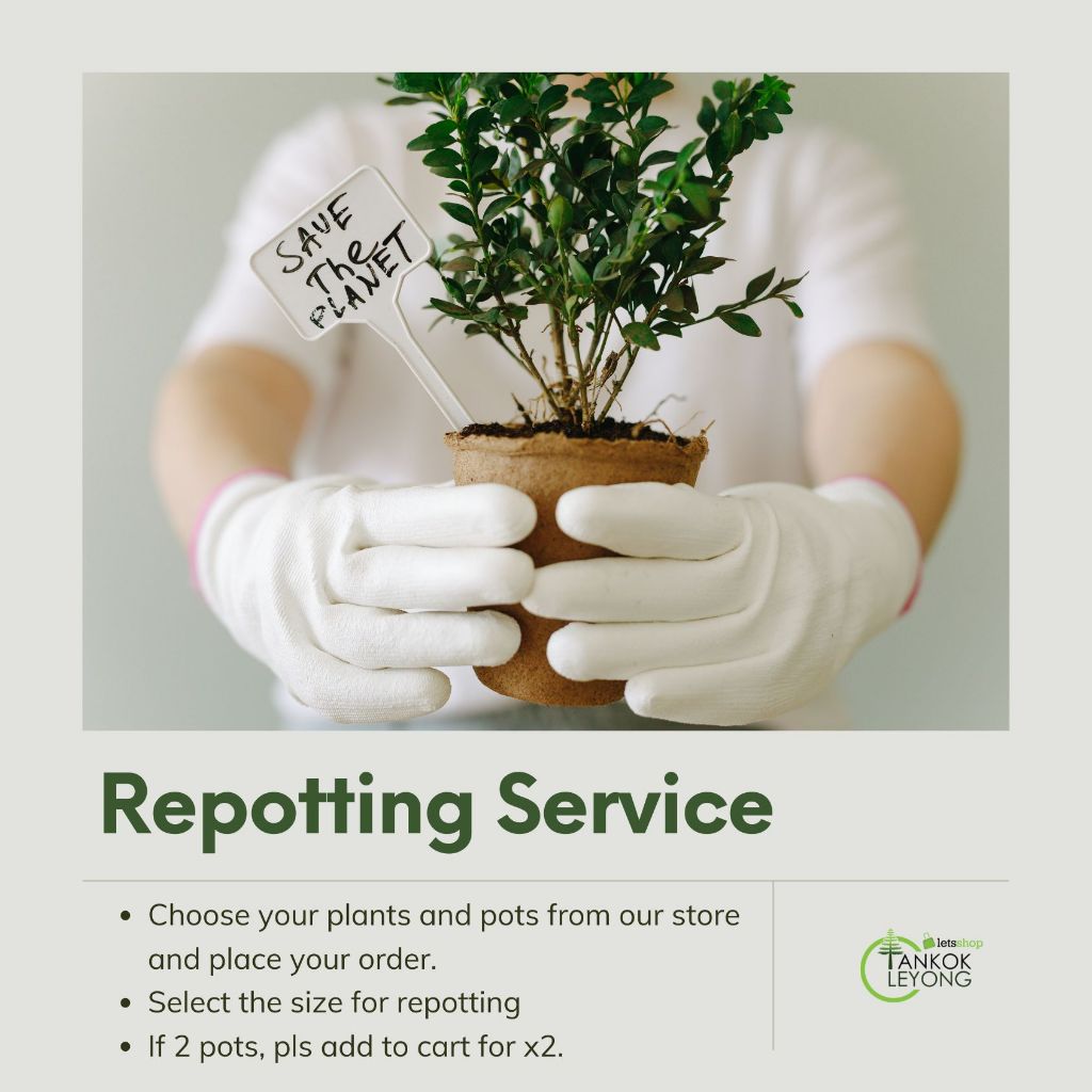 [Repotting] Add on Repotting Service🪴换盆服务🪴 | Shopee Malaysia