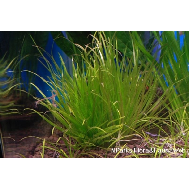 Blyxa Japonica Aquatic plants | Shopee Malaysia