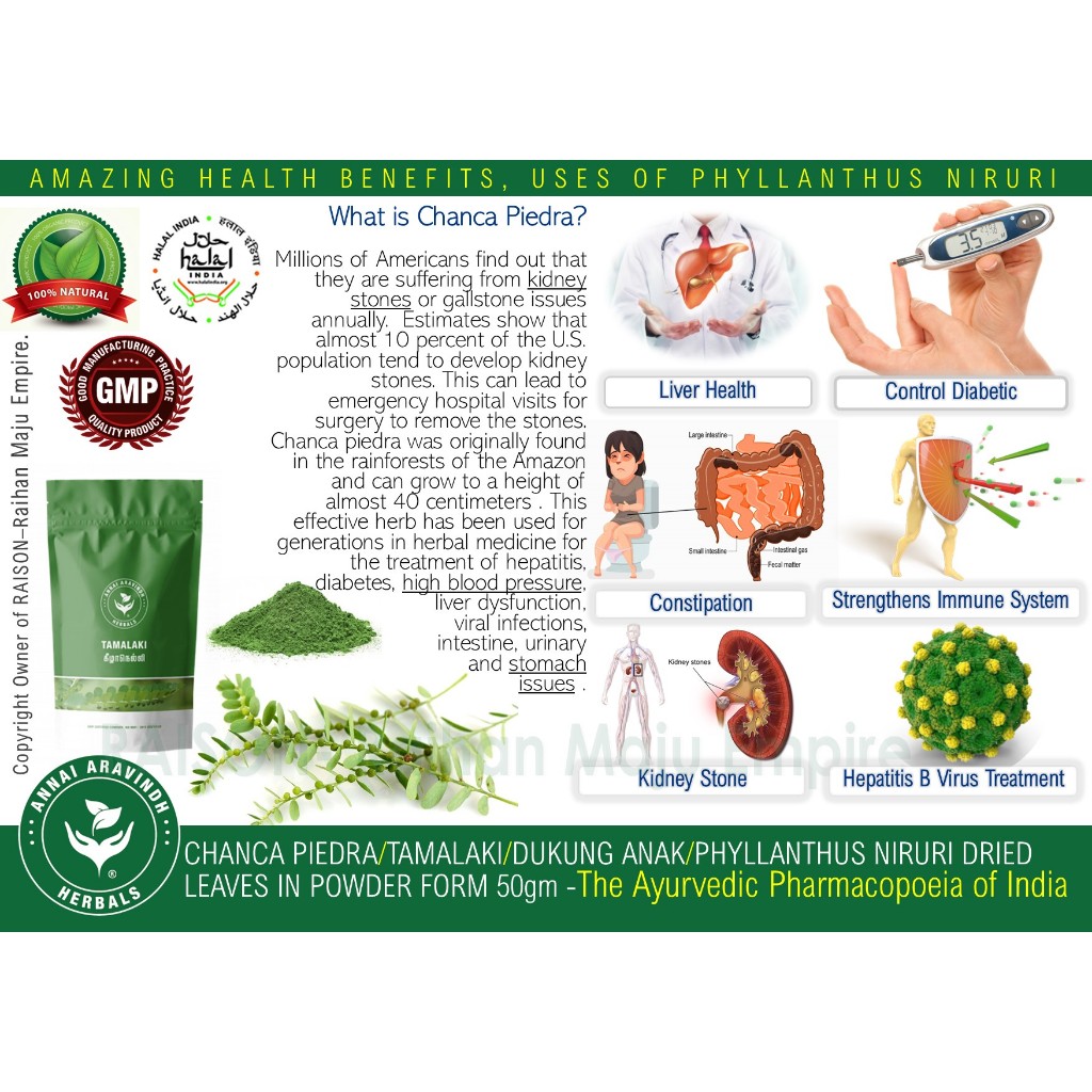 Natural Herbal CHANCA PIEDRA/TAMALAKI/DUKUNG ANAK/PHYLLANTHUS NIRURI ...