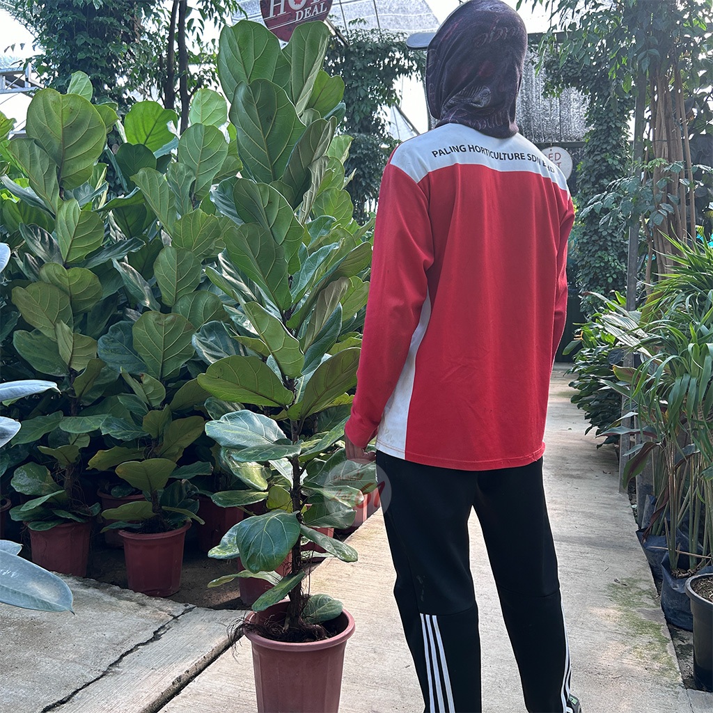 [Paling Horticulture Sdn Bhd] Real Ficus Lyrata | Pokok Ficus (medium ...