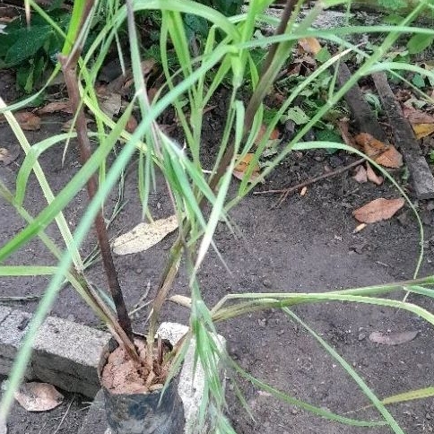 Misai Adam[Rumput Hiasan] satu rumpun dipolibeg unt ditanam didalam ...