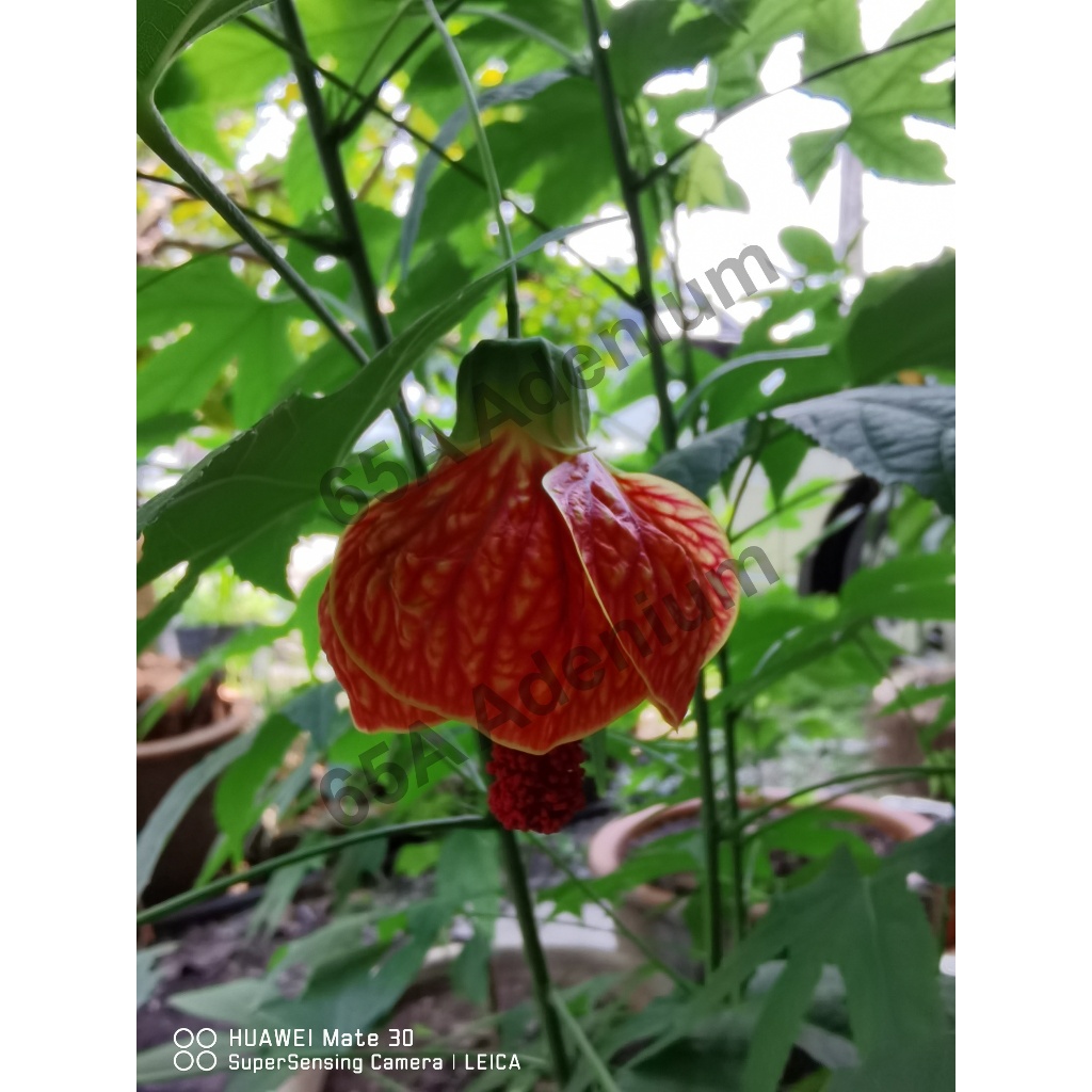 Bunga tanglung/Lantern flower/灯笼花 | Shopee Malaysia