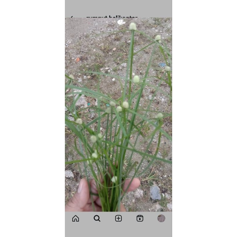 rumput helikopter dengan akar | Shopee Malaysia