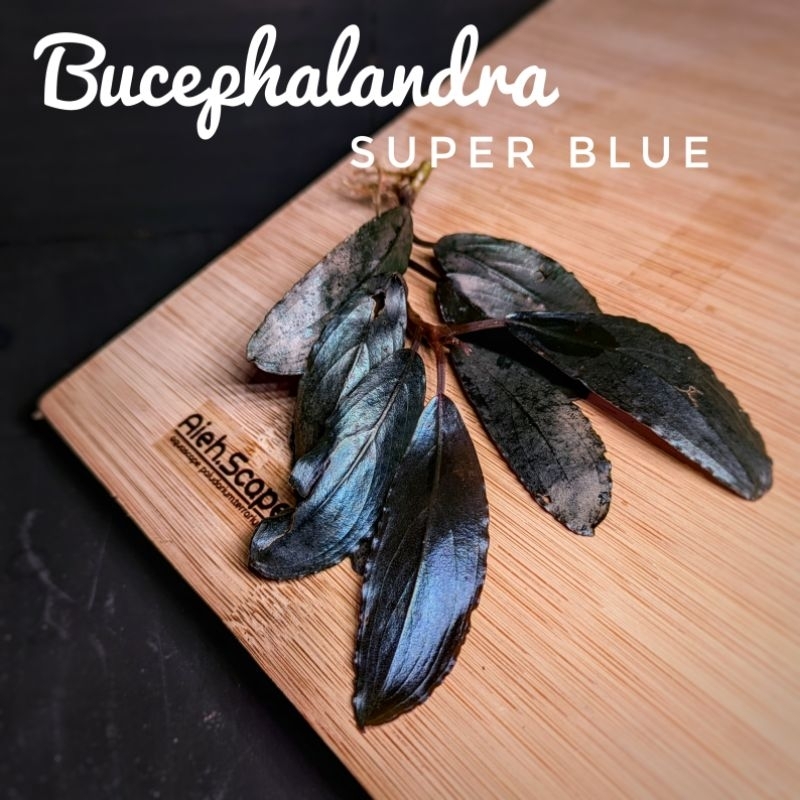 Bucephalandra Super Blue (stalk) rare aquatic plants for aquarium ...