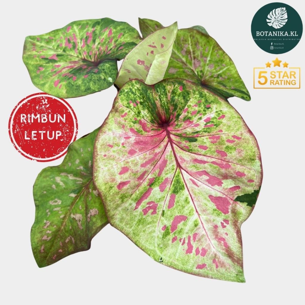 [Botanika.KL] Rimbun Letup Caladium Splendid 🍀Pokok Keladi Pokok Hiasan ...