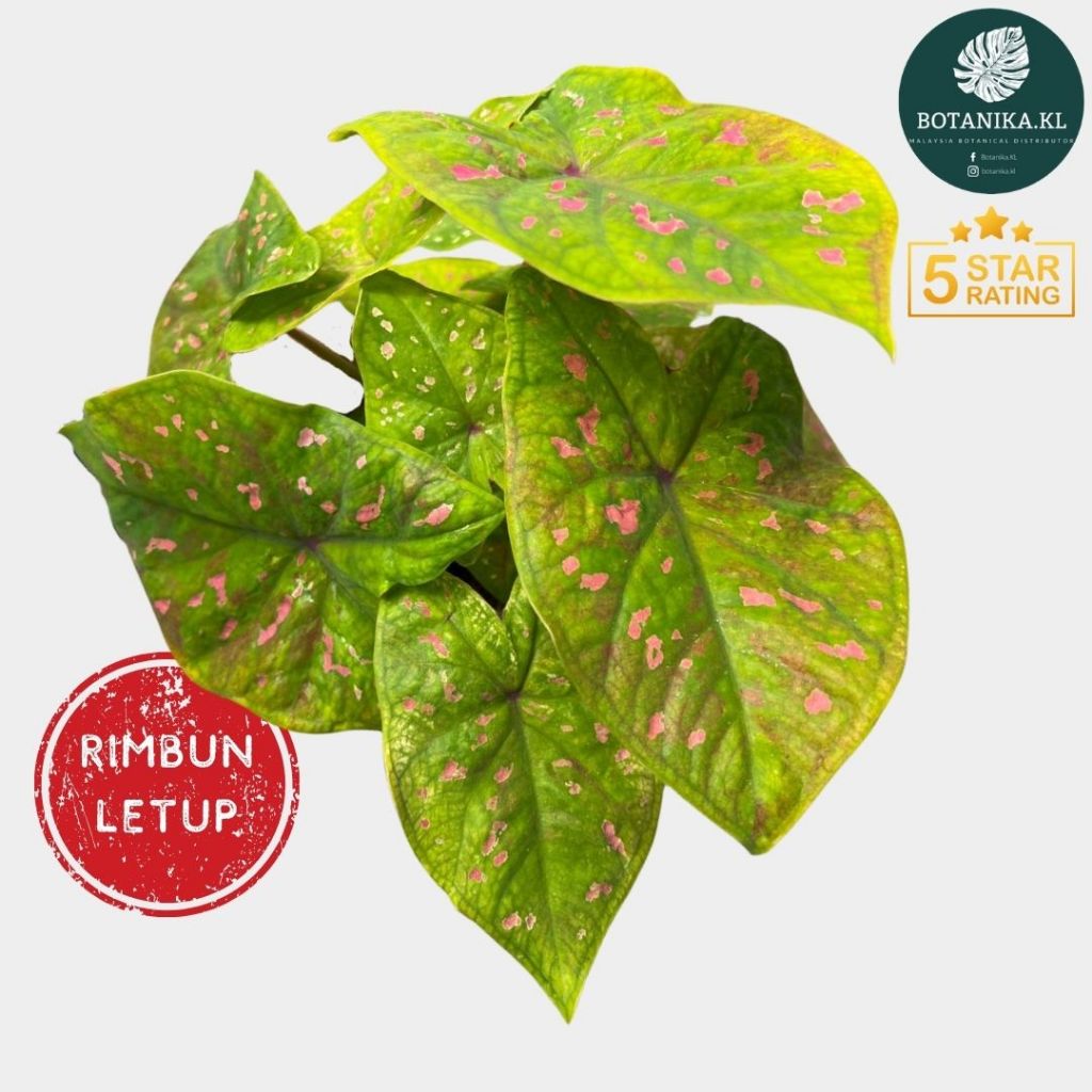 [Botanika.KL] Rimbun Letup Caladium Apple Pie🍀 Pokok Keladi Hidup Pokok ...
