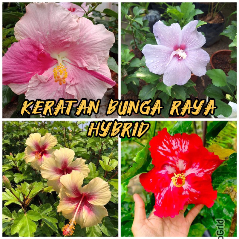 Keratan Bunga Raya Hybrid / 1 cutting | Shopee Malaysia