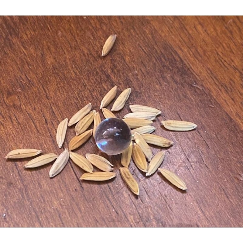 Geliga embun/buntat embun | Shopee Malaysia