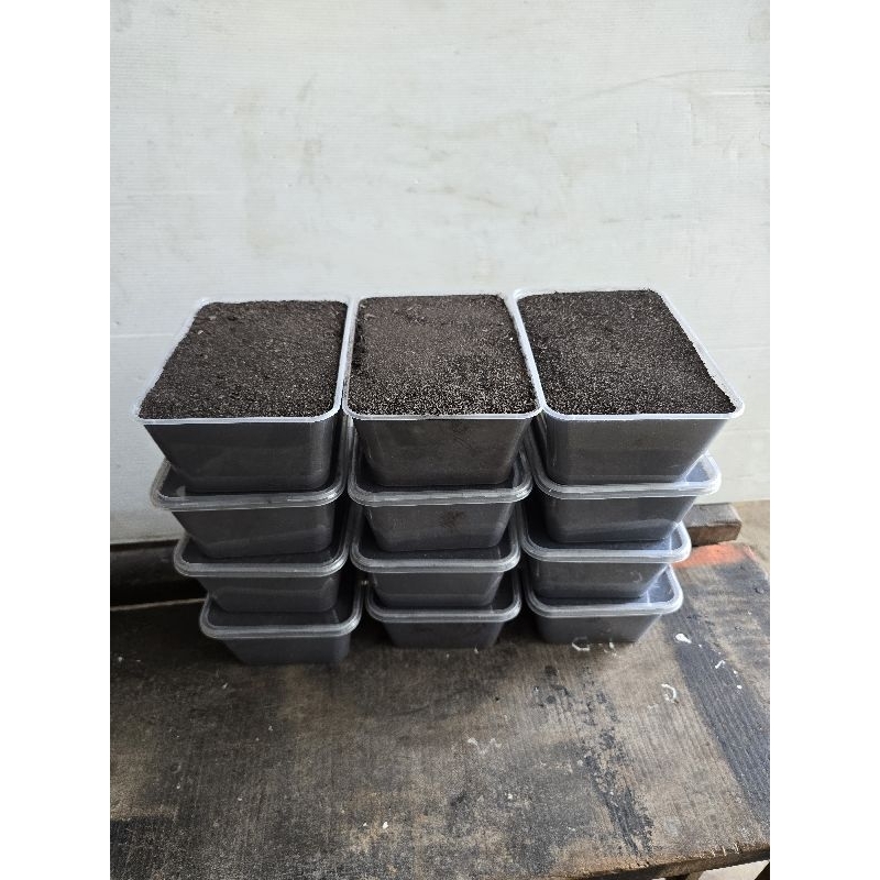 Habuk Kayu Penawar Hitam @ Teras Kayu Hitam | Shopee Malaysia