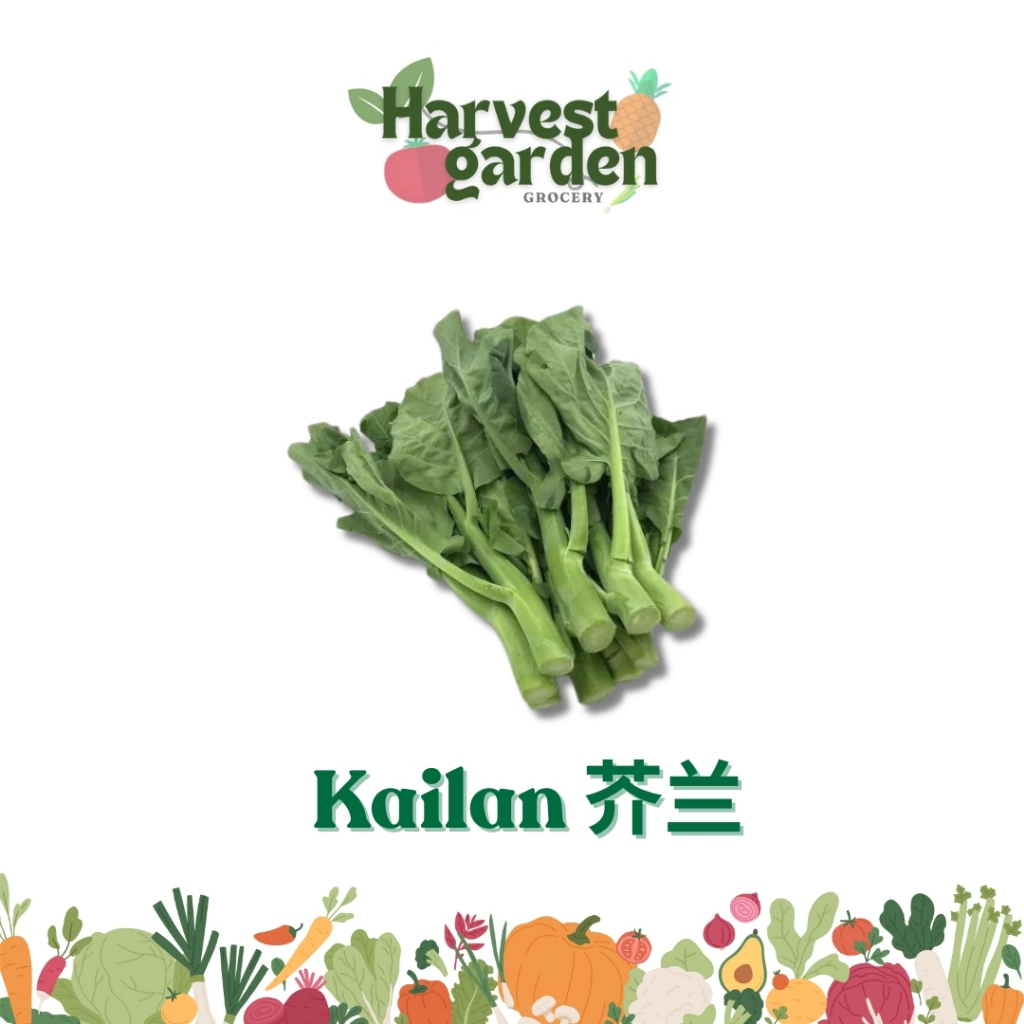 Kailan 芥兰 1PKT (300g-400g) Daily Fresh Vegetable | Shopee Malaysia