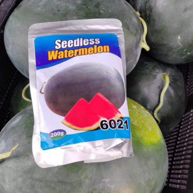 HOT 🔥Paket 200g 6021 SEEDLESS WATERMELON Biji Benih Tembikai Boci Madu ... HOT 🔥Paket 200g 6021 SEEDLESS WATERMELON Biji Benih Tembikai Boci Madu ...