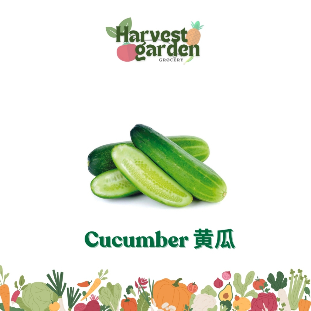Local Cucumber // Timun 黄瓜 2PCS Daily Fresh Vegetable | Shopee Malaysia