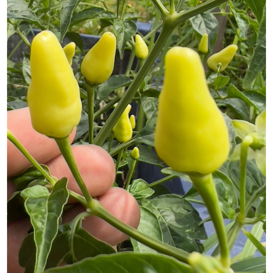 Benih Biji Cili Padi Putih White Bird’s Eye Chili - 5 Seed | Shopee ...