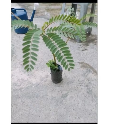 POKOK GETI/TURI/AGATHI BUNGA MERAH | Shopee Malaysia