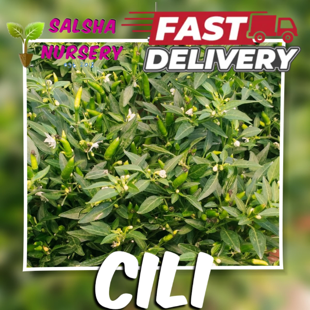 Pokok Cili Api | cili Ungu | Cili Hantu | Shopee Malaysia