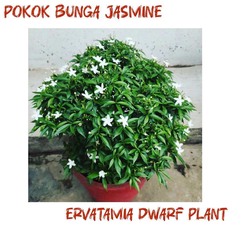 POKOK BUNGA JASMINE ERVATAMIA DWARF PLANT / POKOK BUNGA JASMINE THAI ...