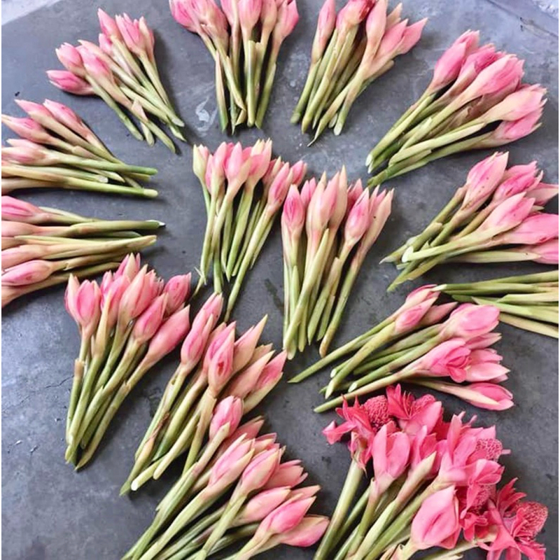 🔥HOT ITEM🔥 POKOK BUNGA KANTAN PINK (EDIBLE) / Pink Ginger Flower Tree ...