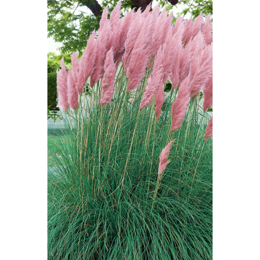 Biji Benih Bunga Rumput Pink Pampas Rendatleri Pink Feather Grass Seed ...