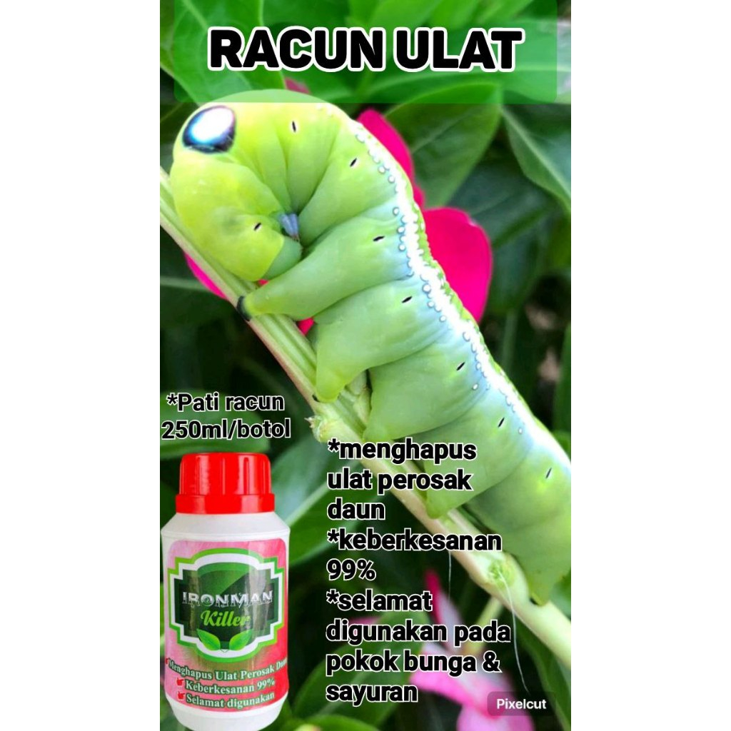 Racun Ulat/ kawalan serangga *PATI ( 250ml ) / Sesuai semua jenis ...