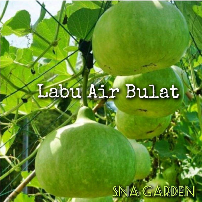 Biji benih Labu Air Bulat 5 biji | Shopee Malaysia