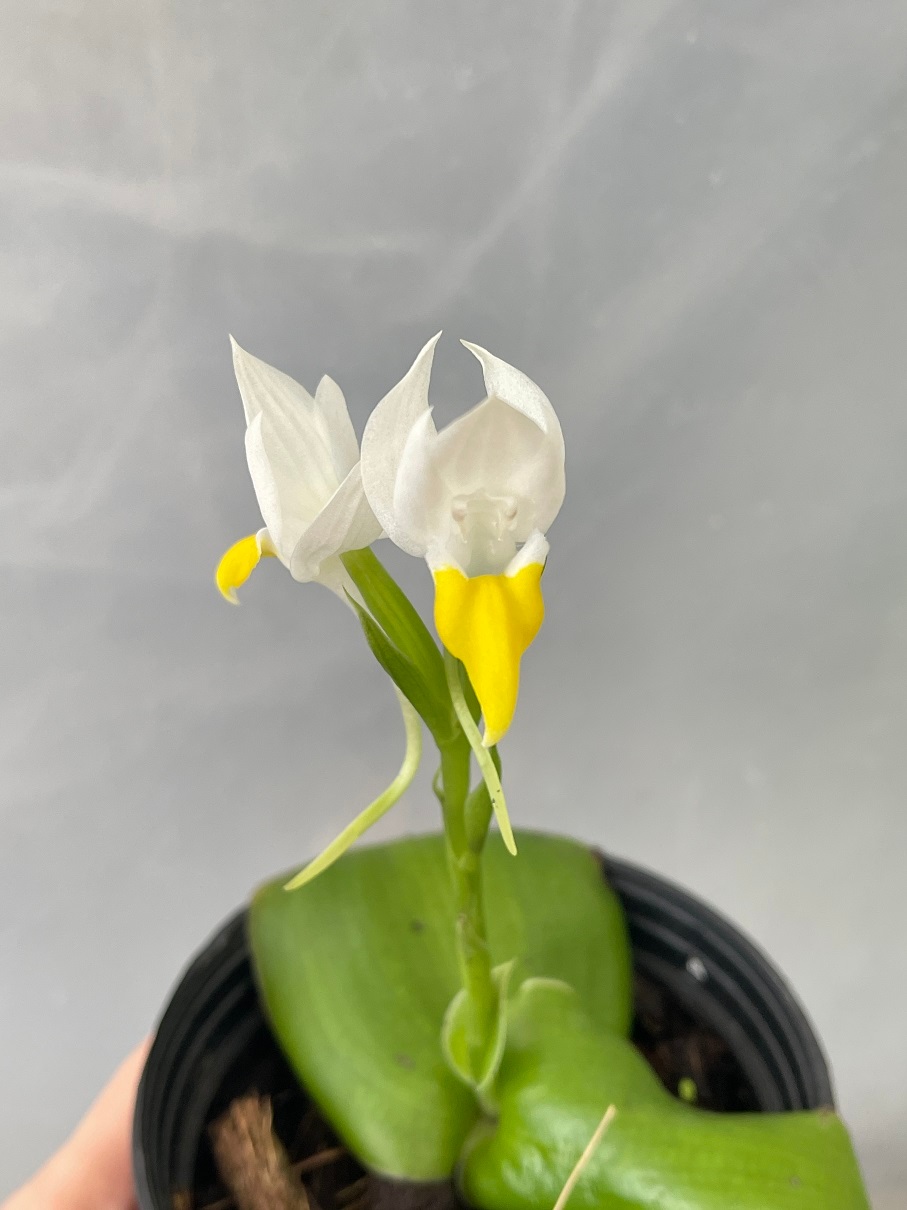 [ Fragrant ] Pecteilis sagarikii ( = hawkesiana ) | Species | Small ...
