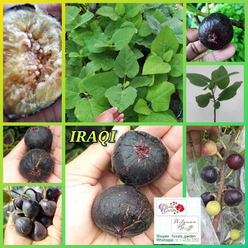 Stock bajet Pokok Tin IRAQI fig figs mudah tanam lasak cepat berbuah ...