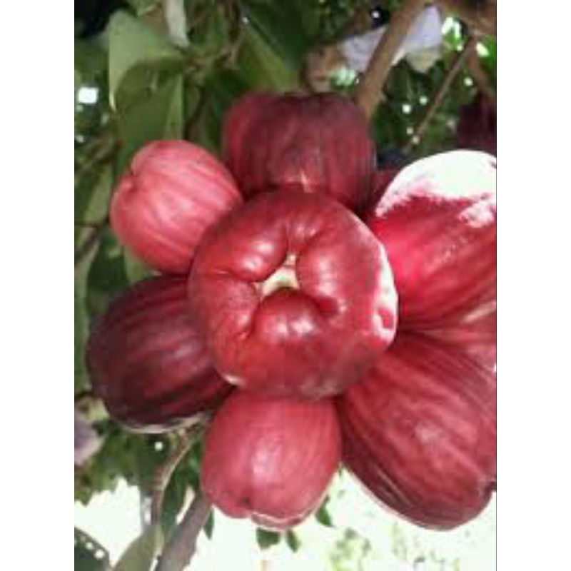 Pokok Jambu Bol Jamaica Ori Indonesia(Anak Pokok) | Shopee Malaysia