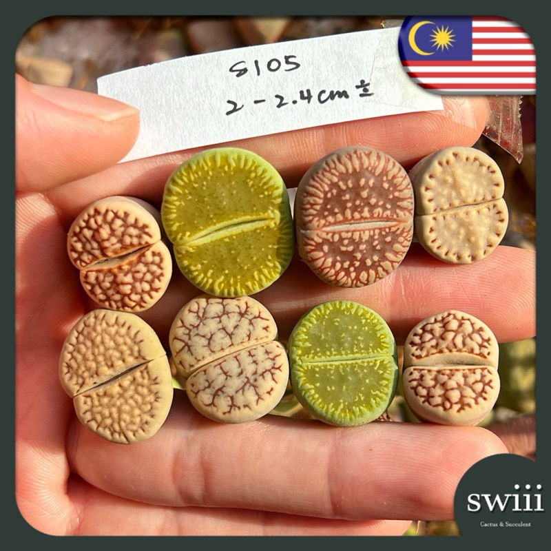 【S105】8pcs Big Lithops Plant As Photo 大颗生石花一物一拍 | Shopee Malaysia