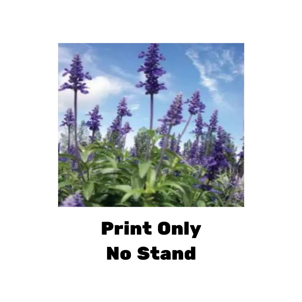 Jumbo Backdrop Banner Stand / Jumbo Backdrop Banner Stand + Printing ...